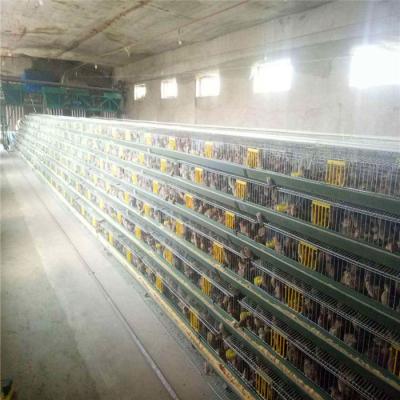 China H Type A Type Quail Cage With Automatic Manure Remover for sale