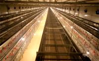 China Hot Dipped Galvanized Poultry Duck Cage / Anti Rust Poultry Cage For Egg Ducks for sale