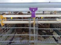 China Hot Dipped Galvanized Poultry Duck Cage / Anti Rust Poultry Cage For Egg Ducks for sale