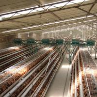 China Battery Power Layer Chicken Cage With Belt / Scraper Manure Removal System for sale
