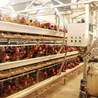 China Farm Poultry Chicken Cage 190 * 35 * 38cm / 195 * 45 * 41cm Size Durable for sale