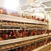 China Farm Poultry Chicken Cage 190 * 35 * 38cm / 195 * 45 * 41cm Size Durable for sale