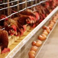 China Custom Design Chicken Battery Cage , 50HZ Labor Saving A Type Chicken Cage for sale