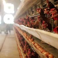 China Custom Design Chicken Battery Cage , 50HZ Labor Saving A Type Chicken Cage for sale