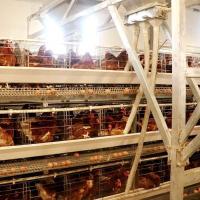 China Custom Design Chicken Battery Cage , 50HZ Labor Saving A Type Chicken Cage for sale
