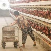 China 0 - 20kw A Frame Layer Cages , 3 / 4 / 5 Tiers Poultry House Equipment for sale