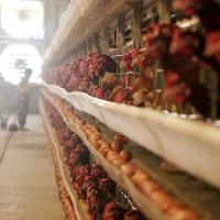 China 0 - 20kw A Frame Layer Cages , 3 / 4 / 5 Tiers Poultry House Equipment for sale