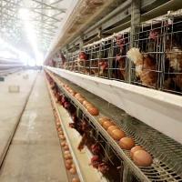 China A Type Layer Poultry Chicken Cage System Hot Galvanized Q235 Steel Wire Material for sale