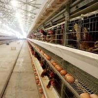 China 0 - 20kw A Frame Layer Cages , 3 / 4 / 5 Tiers Poultry House Equipment for sale