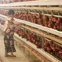 China 380V 3 Phase A Type Layer Cages , U Shape Steel Chicken Feeding Equipment for sale
