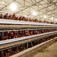 China 380V 3 Phase A Type Layer Cages , U Shape Steel Chicken Feeding Equipment for sale
