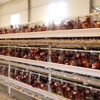 China Farm Poultry Chicken Cage 190 * 35 * 38cm / 195 * 45 * 41cm Size Durable for sale