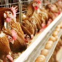 China U Shape Steel Automatic Poultry Cage , 3 Phase 50HZ A Frame Layer Cages for sale