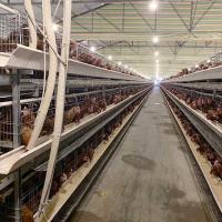 China Corrosion Resistance Open House Battery Cage System , Durable Layer Farming Cage for sale