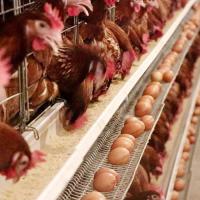China 380V 3 Phase A Type Layer Cages , U Shape Steel Chicken Feeding Equipment for sale