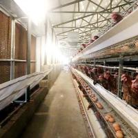 China A Type Layer Poultry Chicken Cage System Hot Galvanized Q235 Steel Wire Material for sale
