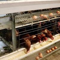 China Powerful A Type Layer Chicken Cage For Large Scale Farm Egg Selling Easy To Clean for sale
