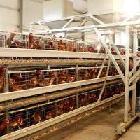 China Powerful A Type Layer Chicken Cage For Large Scale Farm Egg Selling Easy To Clean for sale