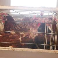 China Powerful A Type Layer Chicken Cage For Large Scale Farm Egg Selling Easy To Clean for sale