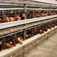 China Corrosion Resistance Open House Battery Cage System , Durable Layer Farming Cage for sale