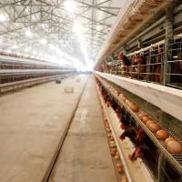 China Corrosion Resistance Open House Battery Cage System , Durable Layer Farming Cage for sale