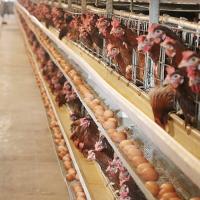 China 0 - 20kw A Frame Layer Cages , 3 / 4 / 5 Tiers Poultry House Equipment for sale