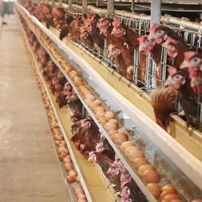China 0 - 20kw A Frame Layer Cages , 3 / 4 / 5 Tiers Poultry House Equipment for sale