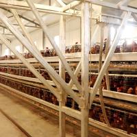 China Powerful A Type Layer Chicken Cage For Large Scale Farm Egg Selling Easy To Clean for sale