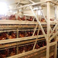 China A Type Layer Poultry Chicken Cage System Hot Galvanized Q235 Steel Wire Material for sale