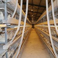 China Large Capacity Farm Layer Chicken Cage Battery Power Hot Dipped Gavalnized Material for sale