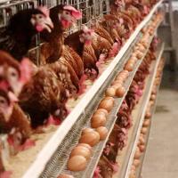 China Auto Feeding Egg Laying Chicken Cages , Q235 Steel Wire Layer Bird Cage for sale