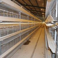 China Coop Rearing Poultry Farming Battery Cage System , A Type Layer Cages For Chicken for sale