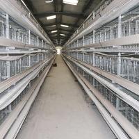 China U Shape Steel Automatic Poultry Cage , 3 Phase 50HZ A Frame Layer Cages for sale