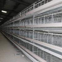 China Coop Rearing Poultry Farming Battery Cage System , A Type Layer Cages For Chicken for sale