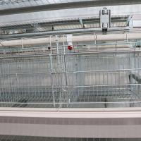 China Adjusting Automatic Battery Cage System , Enriched Wire Steel Cage For Chicken for sale