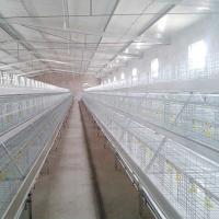 China Auto Feeding Broiler Chicken Coop Cage , Customized Design Bird Feed Cage for sale
