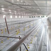 China Corrision Resistant Battery Cage For Broilers , Auto Control Hi Tech Chicken Cage for sale