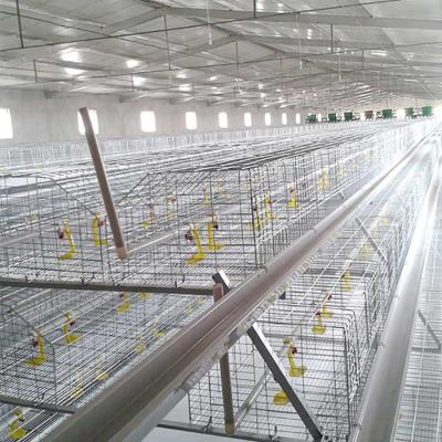 China Corrision Resistant Battery Cage For Broilers , Auto Control Hi Tech Chicken Cage for sale