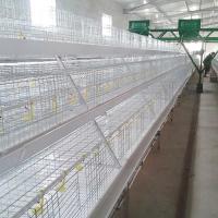 China Indoor Powerful Broiler Chicken Cage 96 - 120 Birds Capacity With Manure System for sale