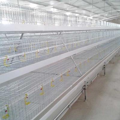 China Auto Feeding Broiler Chicken Coop Cage , Customized Design Bird Feed Cage for sale