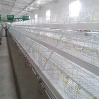 China 1.4m × 0.7m × 0.4m Battery Type Cage , Auto Drinking Layer Farming Cage for sale