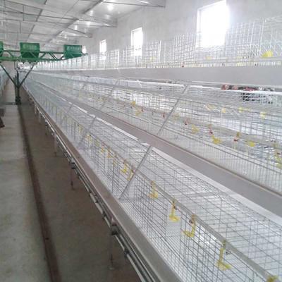 China 1.4m × 0.7m × 0.4m Battery Type Cage , Auto Drinking Layer Farming Cage for sale