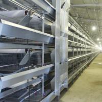 China H Type 4 Tier Modern Poultry Cages , 120CM Easy To Install Building Chicken Cages for sale
