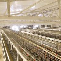 China Low Disease Baby Chick Cage 195 * 50 * 35CM Size 20 Years Life Span Free Design for sale
