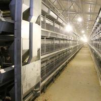 China Manual Feeding System 45 Days Chicken Cage , 3 Tiers Chick Rearing Cage for sale