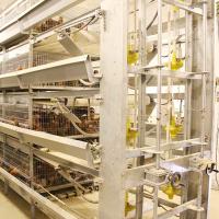 China Manual Feeding System Poultry Chicken Cage For Baby Chick 20 Years Life Span for sale