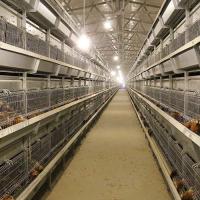 China Large Farm Powerful Baby Chick Cage Silver White Color 1.5 Years Warranty for sale