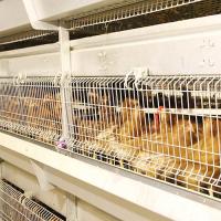China 120 * 120 * 59cm H Type Battery Cages , Labor Saving Galvanized Chicken Cage for sale