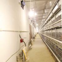 China Manual Feeding System 45 Days Chicken Cage , 3 Tiers Chick Rearing Cage for sale