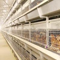 China High Daylight / Ventilation Baby Chick Cage Water Adjusted Eco Friendly for sale